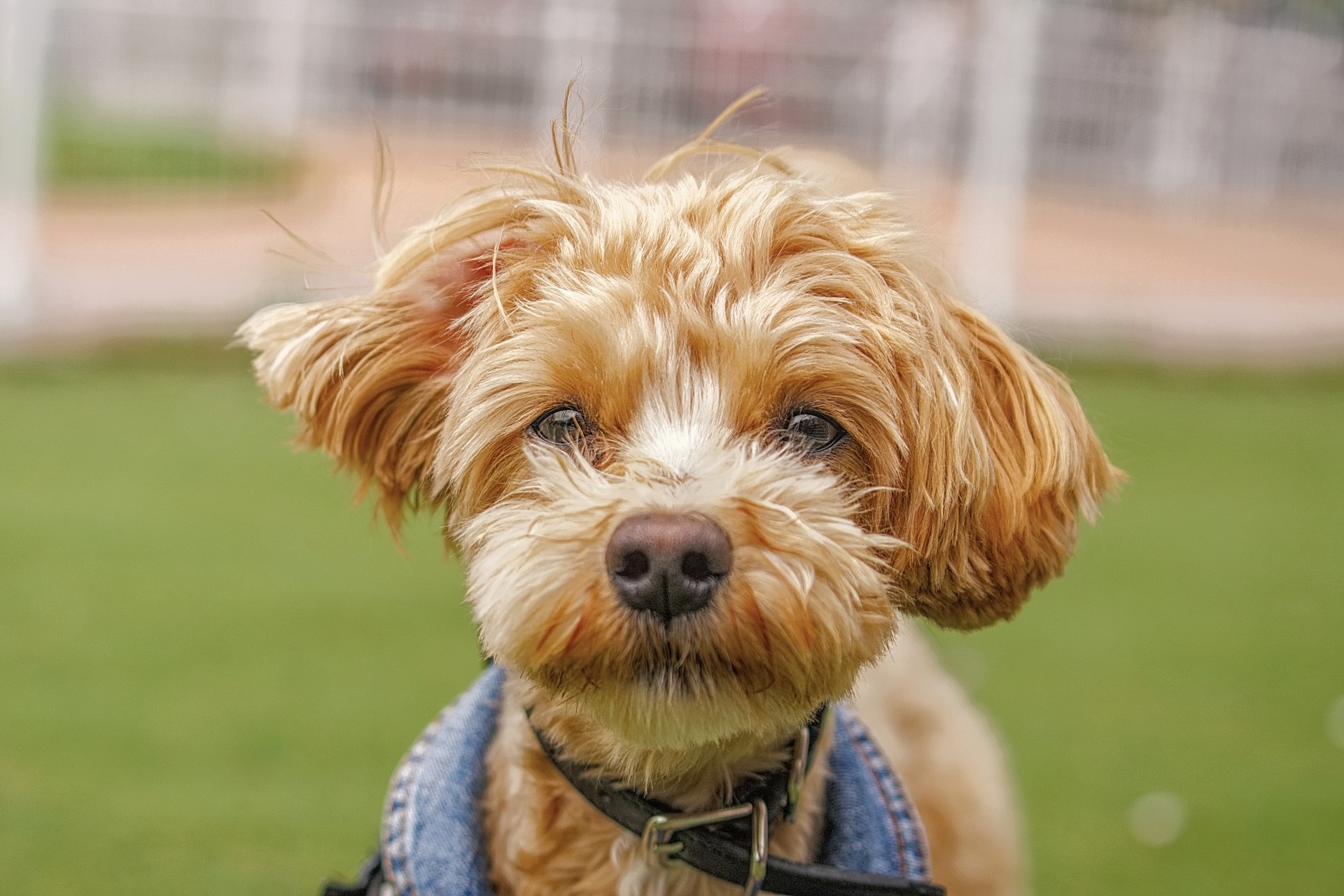 ペット保険最大手の「アニコム」M＆Aで動物病院の事業承継を加速 | M＆A Online - M&Aをもっと身近に。